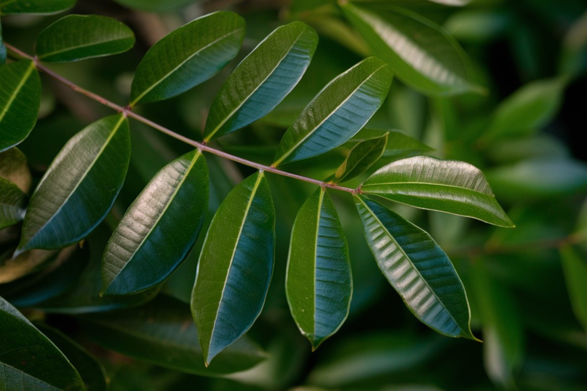 Beneficios de Pistacia lentiscus | Cómo Usar el Lentisco